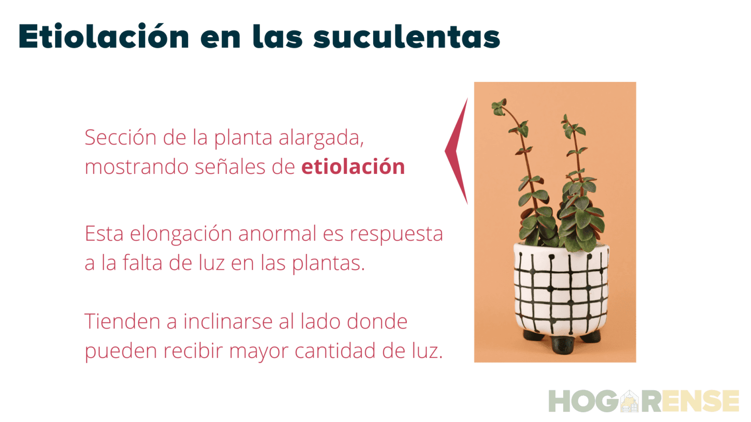 Guía Completa Para Tu Jardín De Suculentas